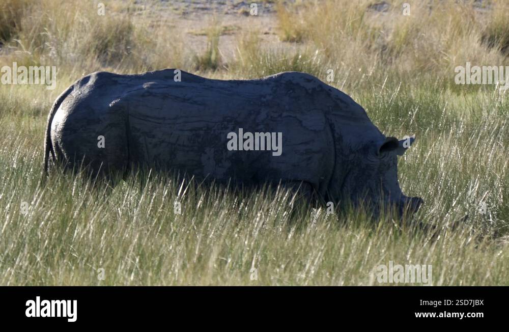 Grazing Namibian Rhino In The Bwabwata-Nationalpark Stock Video Footage ...