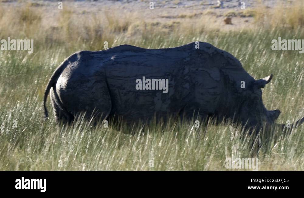 Grazing Namibian Rhino In The Bwabwata-Nationalpark Stock Video Footage ...