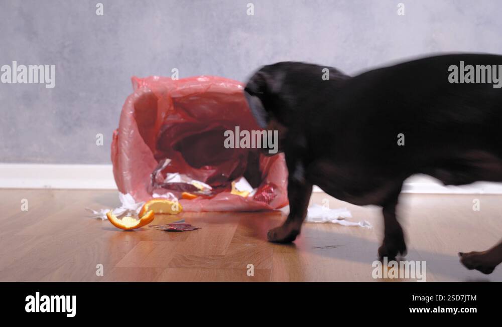 Inverted dog Stock Videos & Footage - HD and 4K Video Clips - Alamy