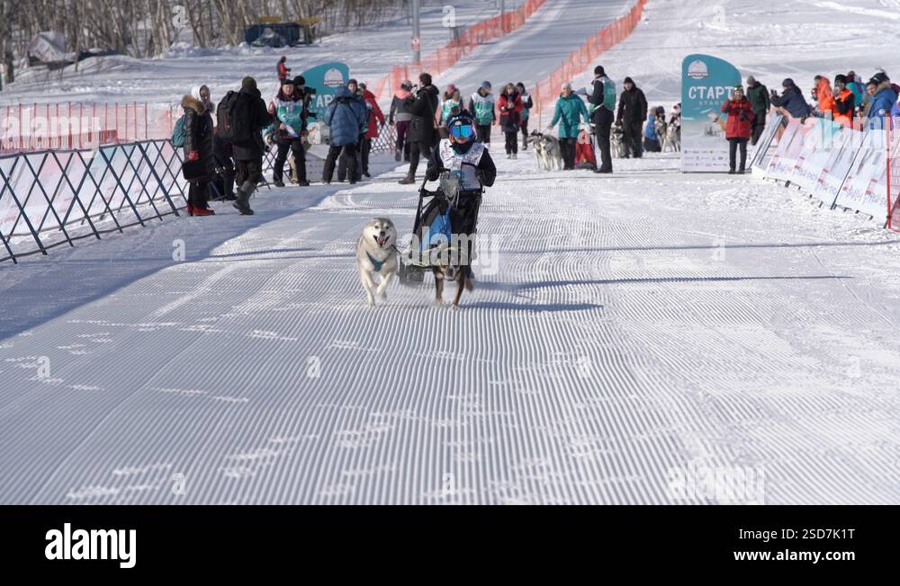 Male child mushing sled dog team, running on distance Sled Dog Race ...