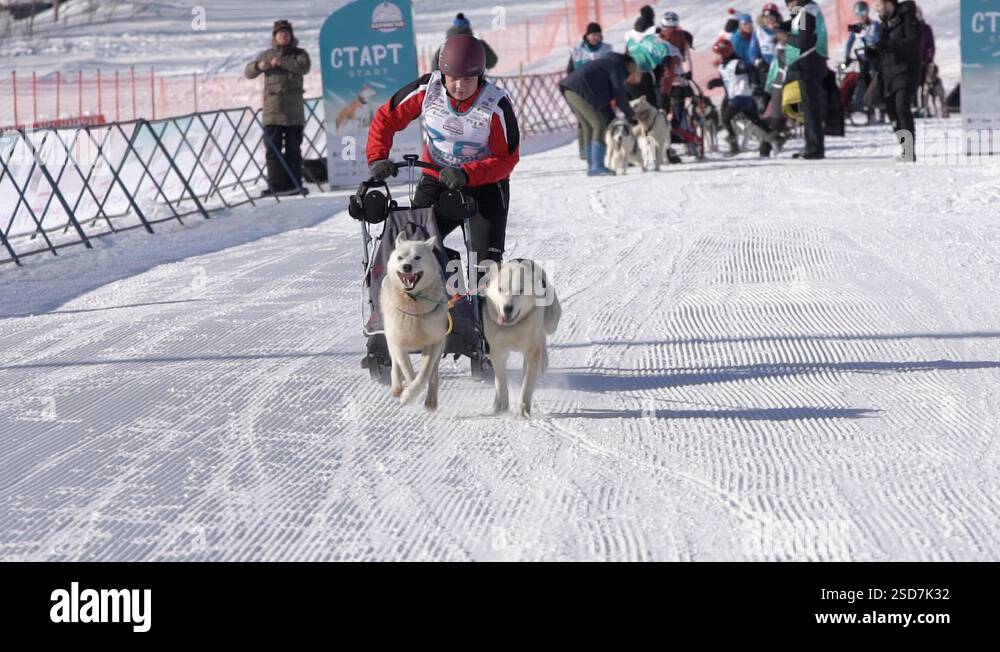 Boy mushing sled dog team, runs on distance Dog Sled Racing ...