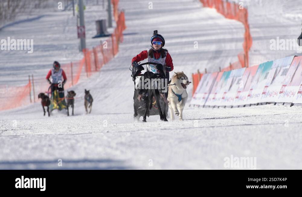 Female child mushing sled dog team, runs on distance Dog Sled Race ...