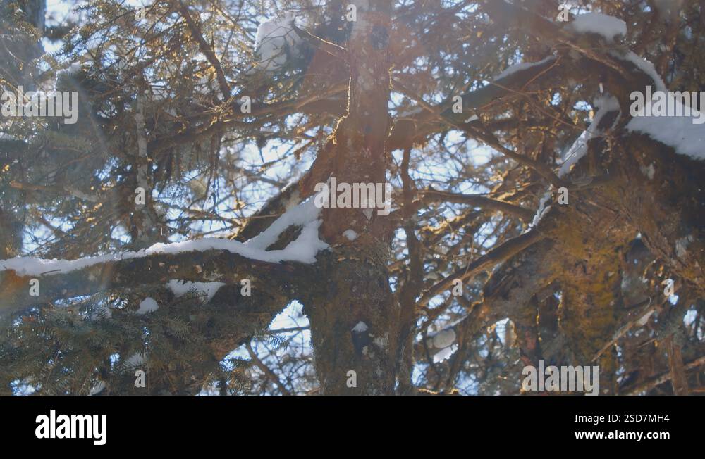 Snow melting off of deep fir forest during the first days of spring ...