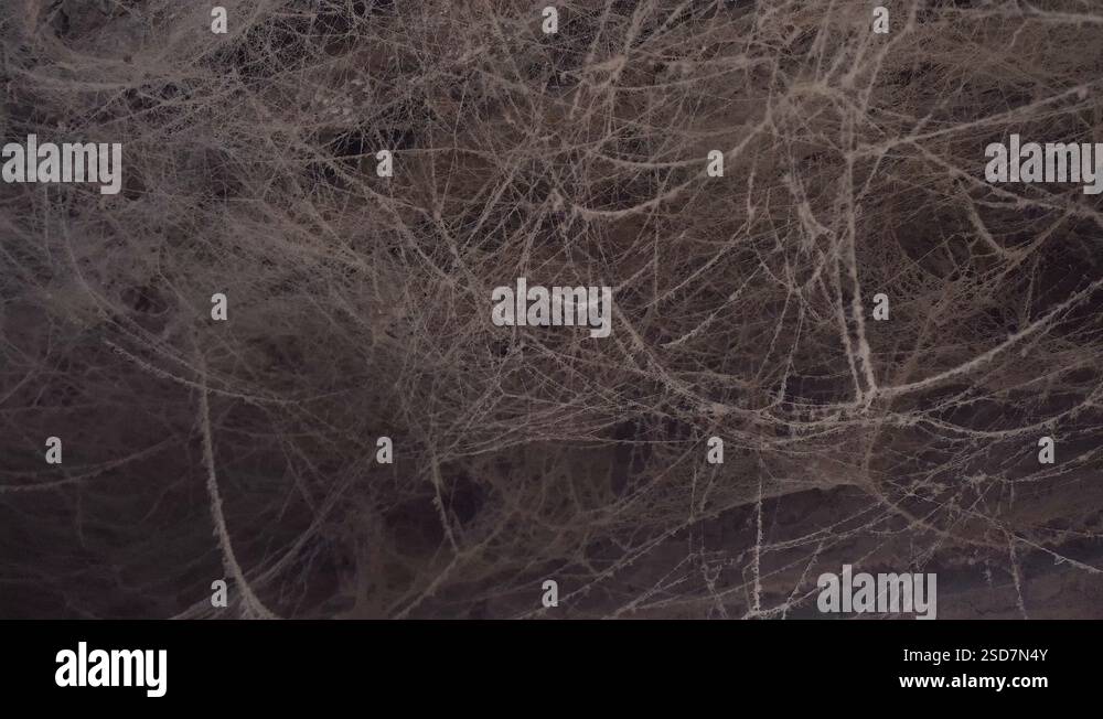 Cobwebs and dusty blowing.Web in a dark room. Horror Movie with Web ...