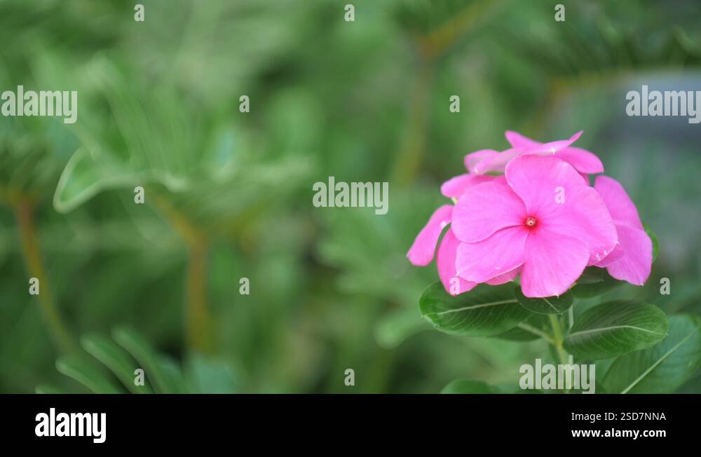HD1080P Flower Stock Video Footage - Alamy