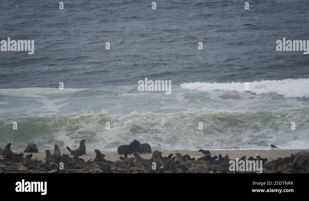 Hundred Of Seals At The Cape Cross Seal Colony In Namibia, Close Up ...