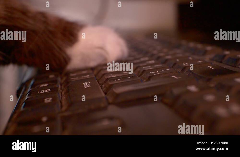 cat's paws are typing on a computer keyboard of field Stock Video ...