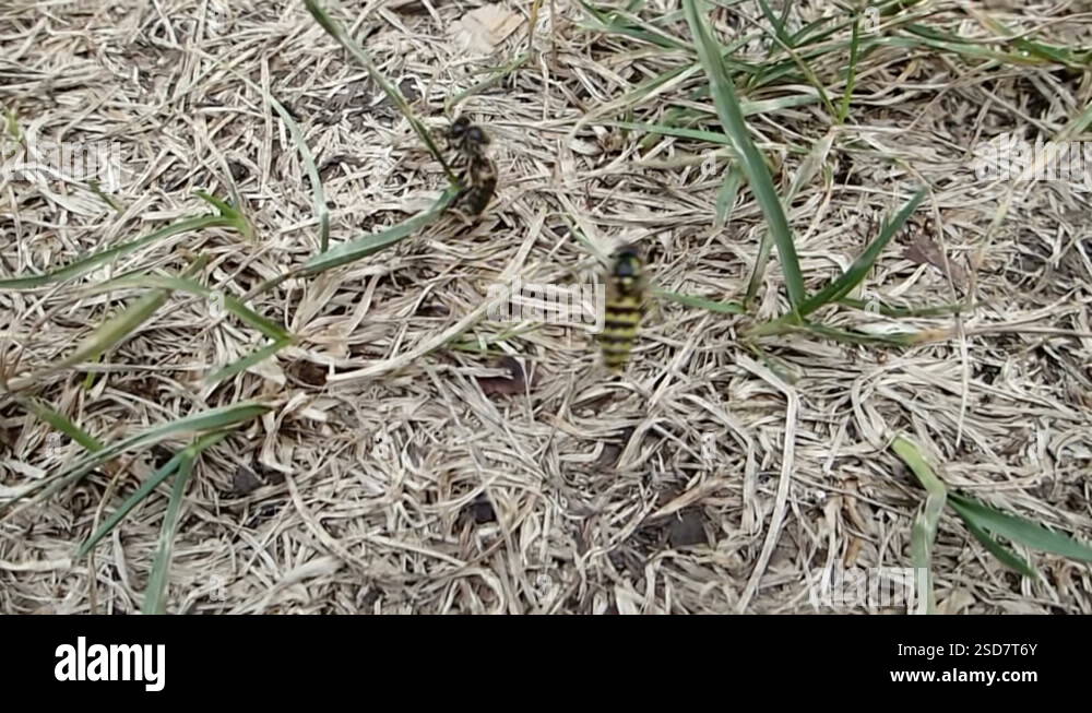 Wasp attacks bee Stock Video Footage - Alamy