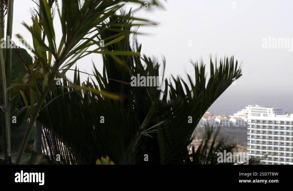 Sandstorm Calima in Tenerife. Palm Tree windy in Canary Islands ...