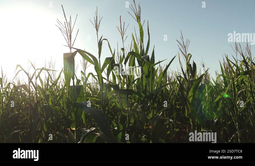 green field of ripening corn against a blue sky. Spikelets of corn with ...
