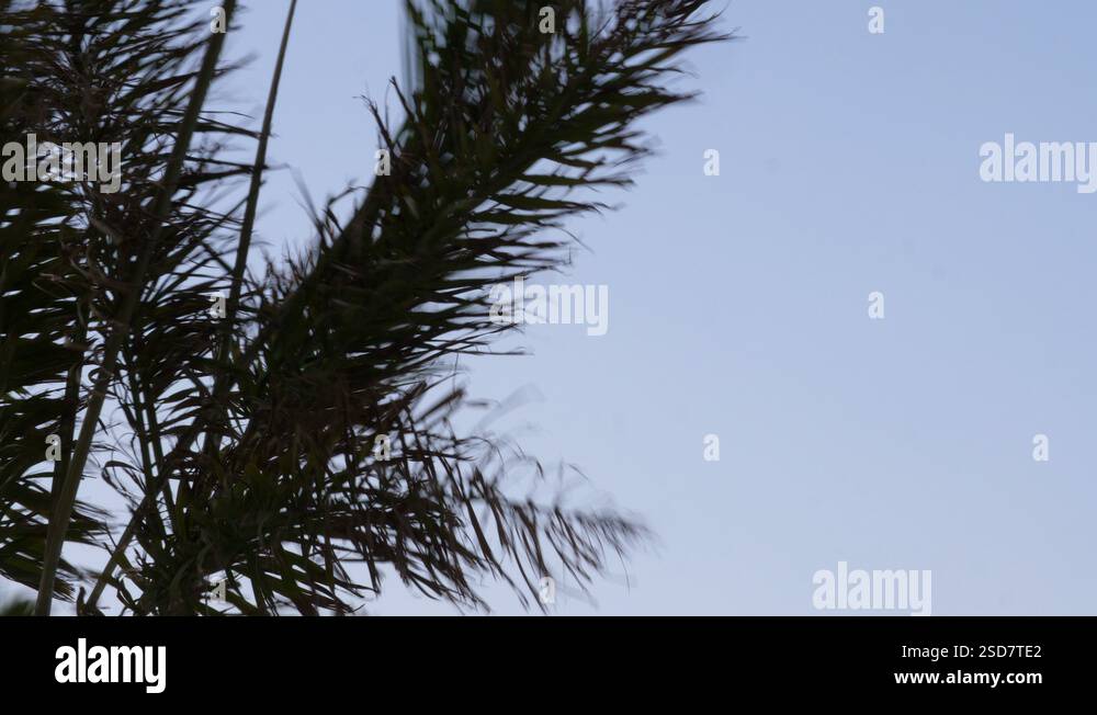 Sandstorm Calima in Tenerife. Palm Tree windy in Canary Islands ...