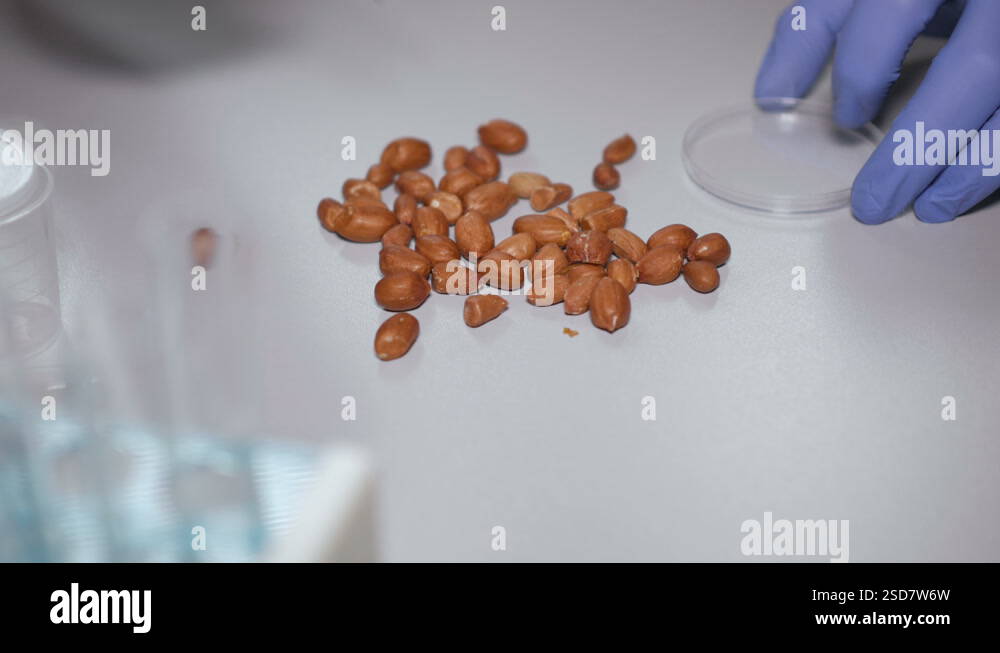 Research of GMO peanut in the laboratory. Doctor is conducting an ...