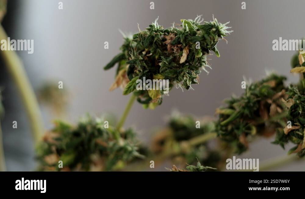 Cultivation of marijuana, forming the buds of a flowering cannabis ...