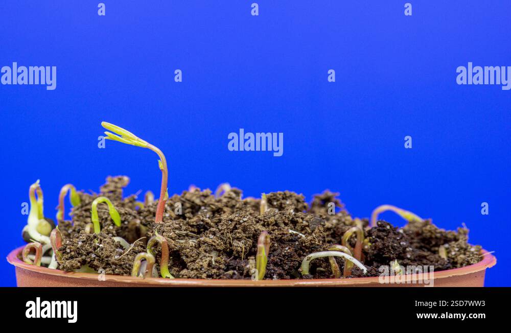 Growing green plant on blue background time lapse Stock Video Footage ...