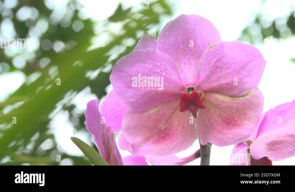 Waling-Waling Orchid Shoot in Slomo 24fps Stock Video Footage - Alamy