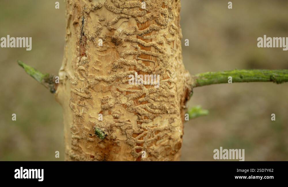 Ips typographus infestation Stock Videos & Footage - HD and 4K Video ...