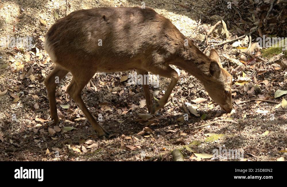 Japanese deer with sakura on Miyajima island in Hiroshima. Sika deer ...