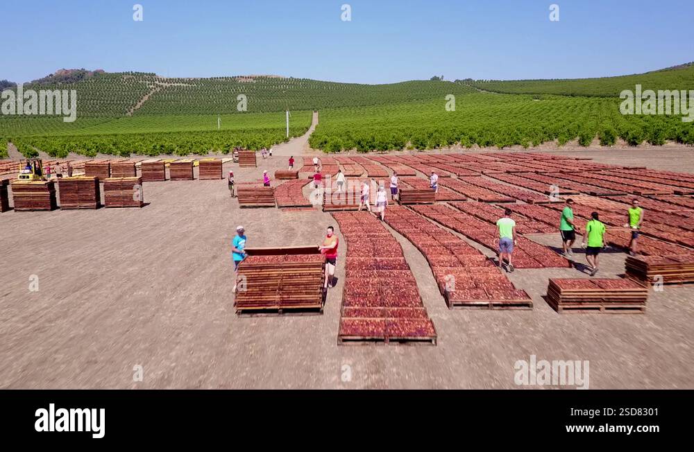 Farmers Collected And Arranged Crops In The Gleaning Fields In ...