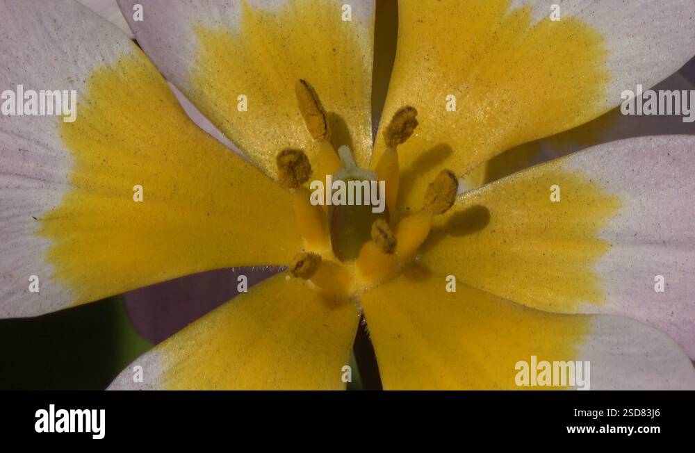 Close up footage of lily zooming out showing many lilies in flower ...