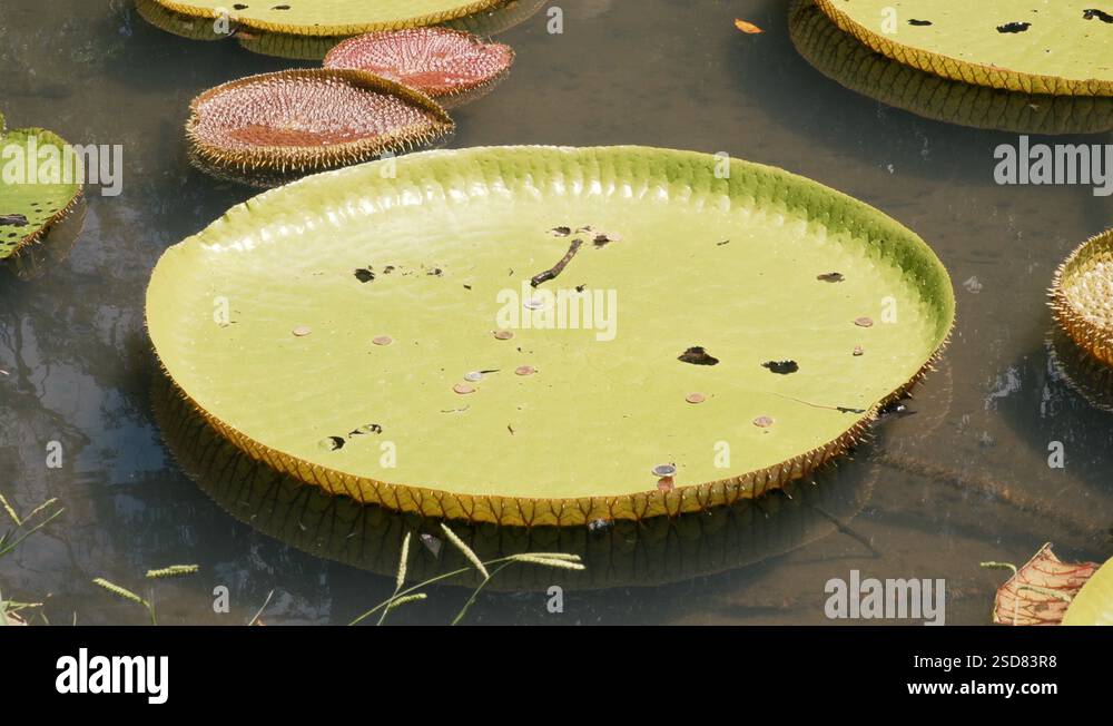 Victoria amazonica giant water lily Stock Videos & Footage - HD and 4K ...
