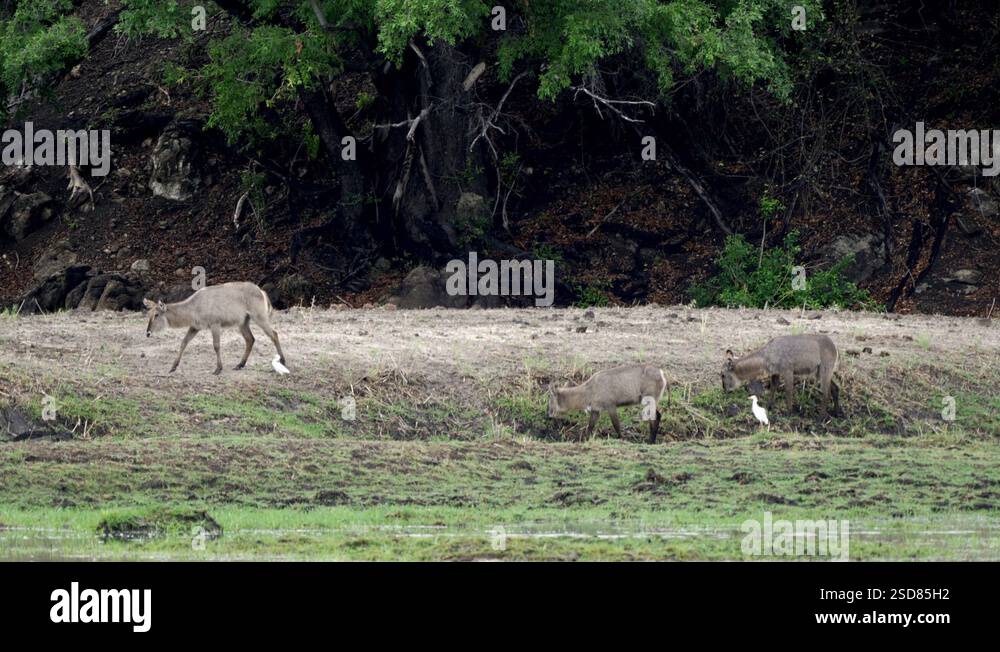Okavango delta animals Stock Videos & Footage - HD and 4K Video Clips ...