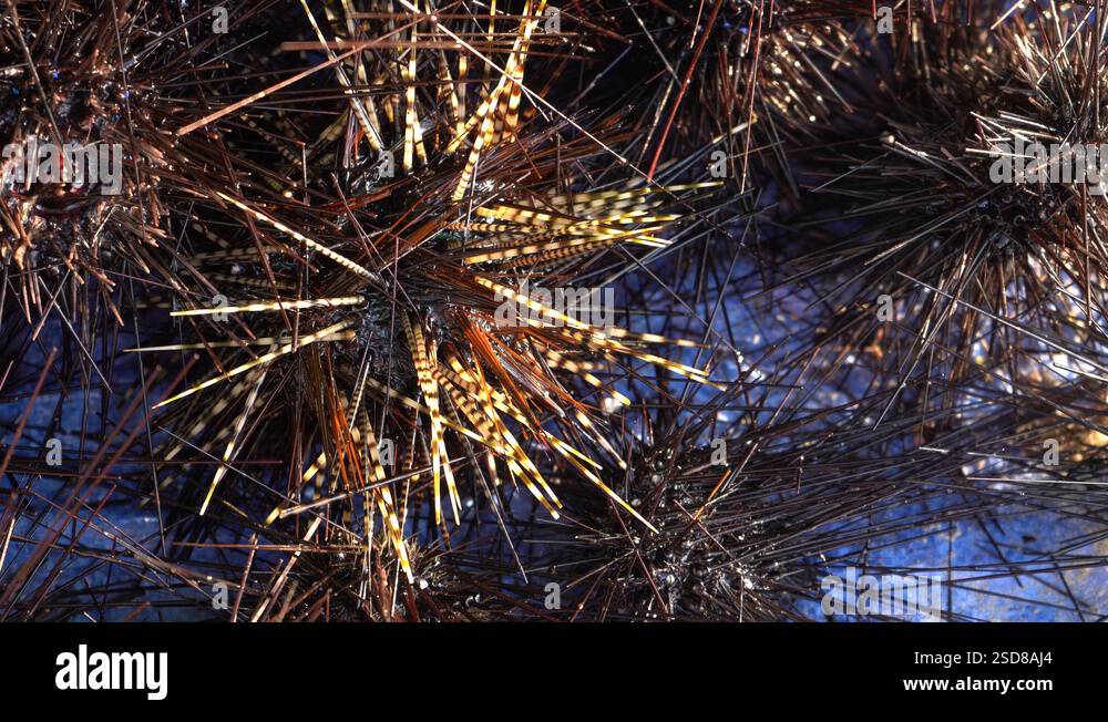 A bunch of sea urchins were taken out of the water and put into a box ...