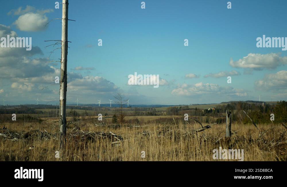 Bark wood beetle pest Ips typographus infestation, spruce and bast tree ...