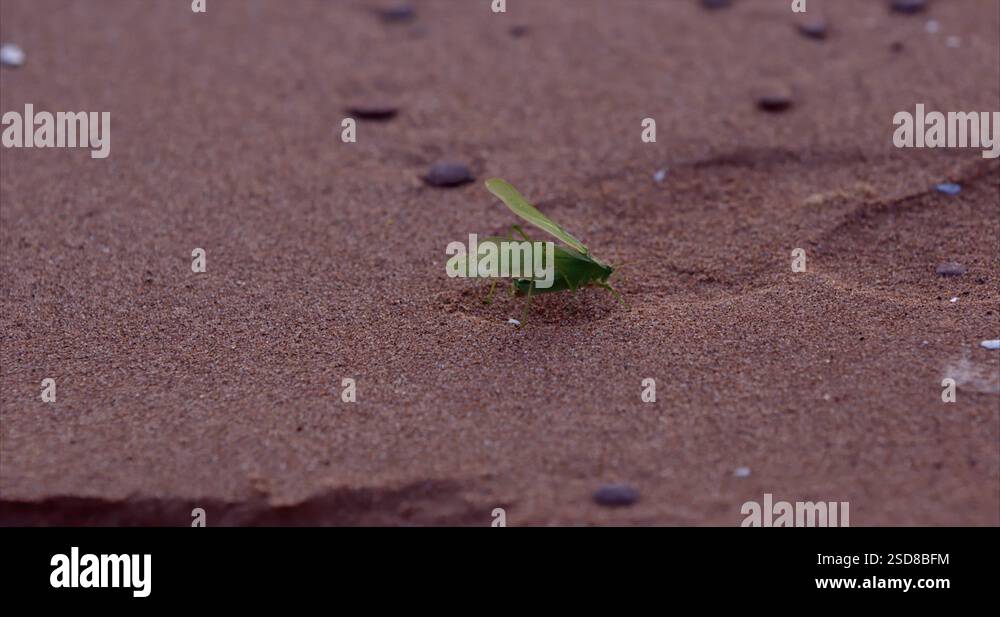 Green grasshopper walking along beach through footprints left in the ...