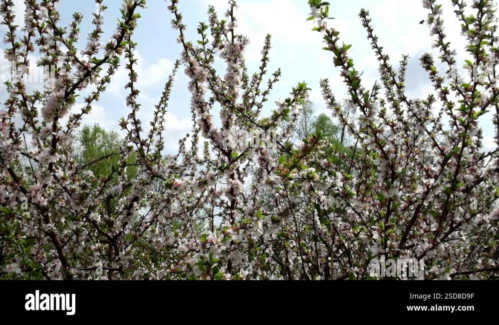 Flowering berry bush in spring. The branches of the bush sway in the ...