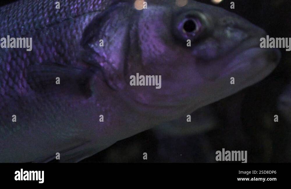 Extreme Close Up of fish swimming through water, showing eyes and ...