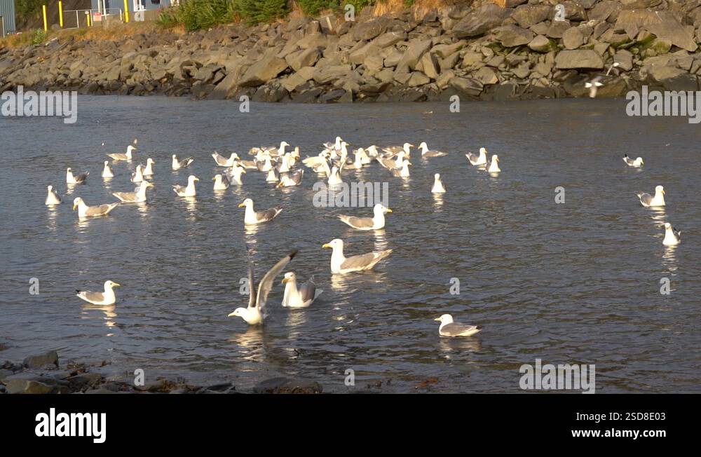 Sea gulls swarm on the ocean and fight over eggs from salmon returning ...