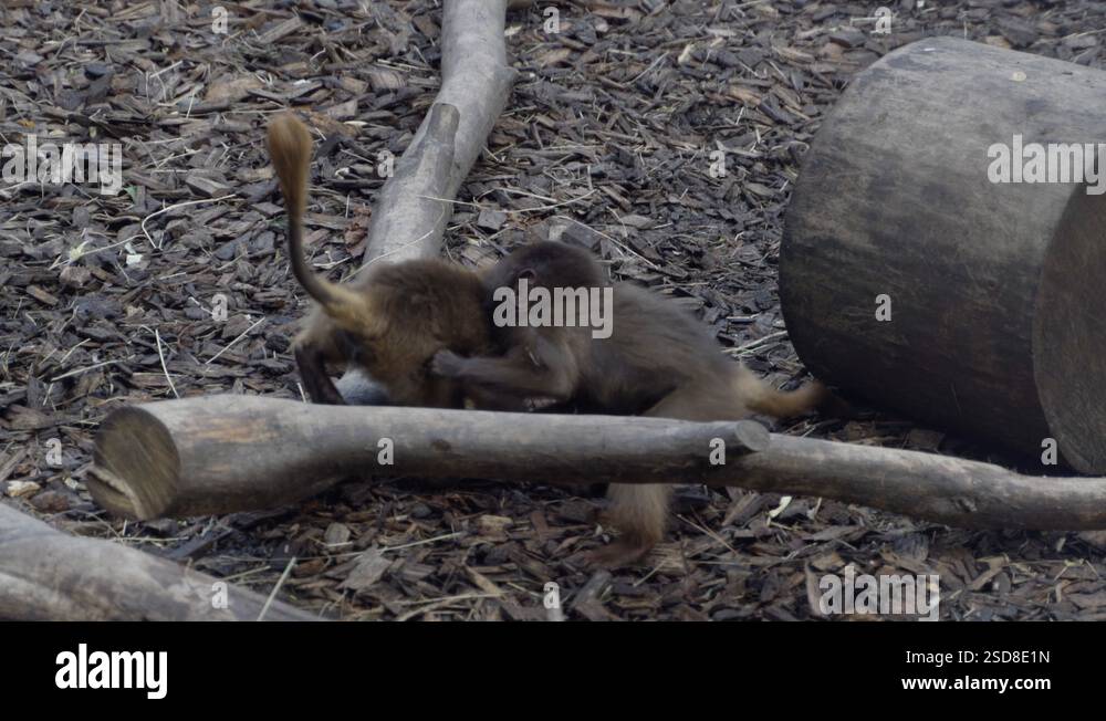 Cute video of Two babies monkeys, playing together as if they would be ...
