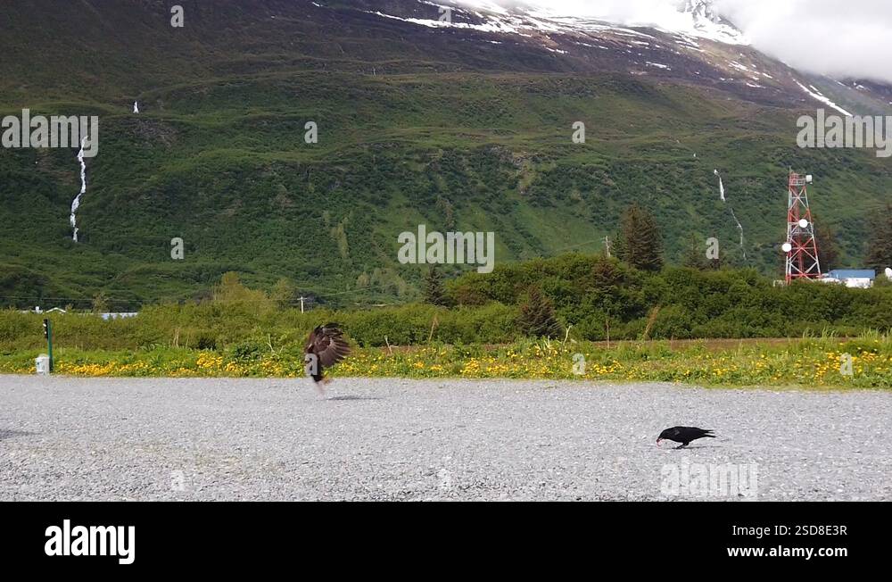 Bald eagle flaps it wings as it runs along the ground and then picks up ...