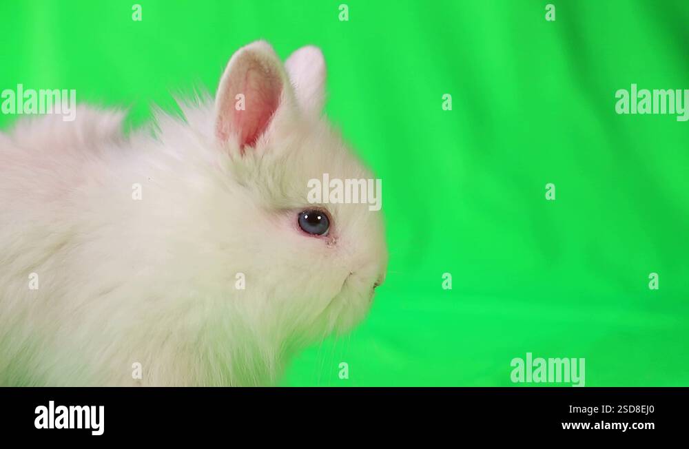 White little rabbit on chroma key background, funny rabbit on green ...