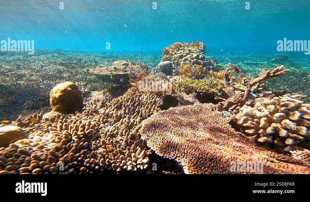 Stunning corals on a shallow reef in Indonesia Stock Video Footage - Alamy