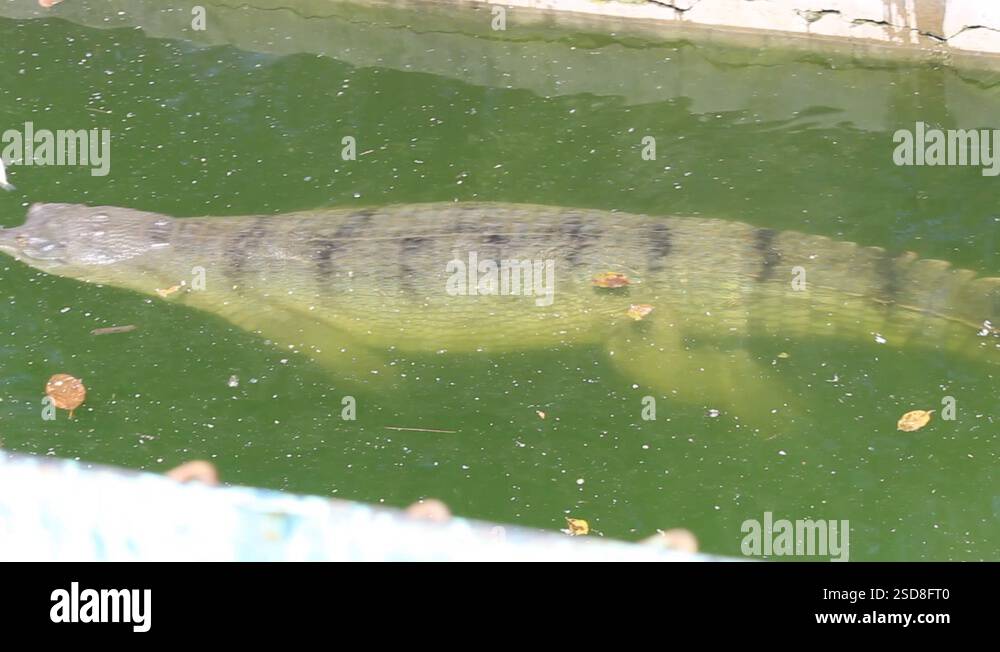 Clip of a crocodile simming in a pool in the zoo of Indore, Madhya ...