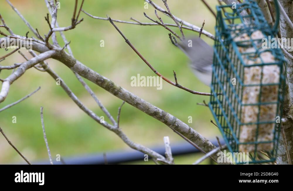 Northern mockingbird eating from suet feeder and then rubbing beak on a ...