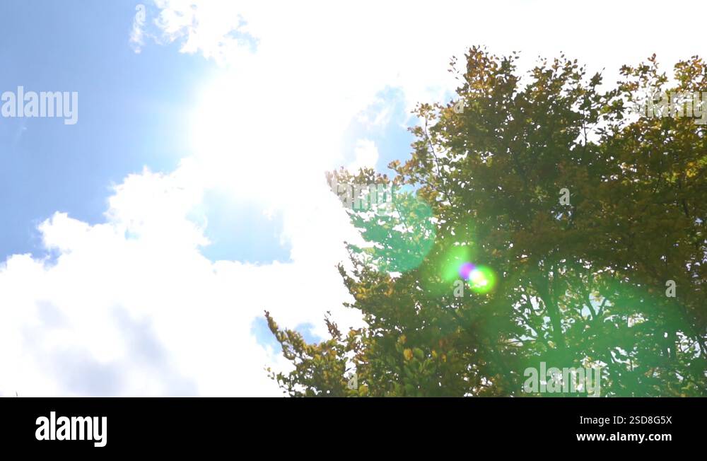 The sun's rays make their way through the leaves of the tree. Lens ...
