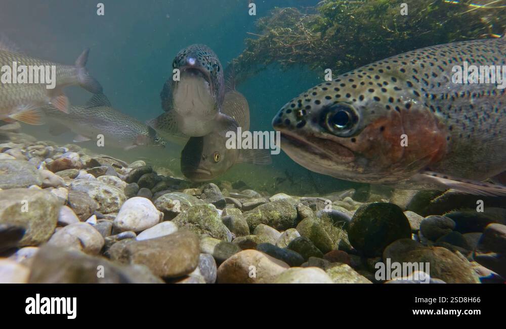 Underwater footage of freshwater fish shoaling in alpine river Stock ...