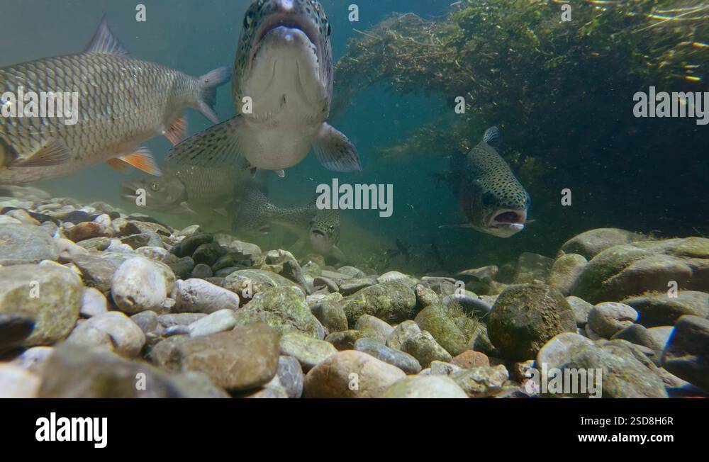 Underwater footage of freshwater fish shoaling in alpine river Stock ...