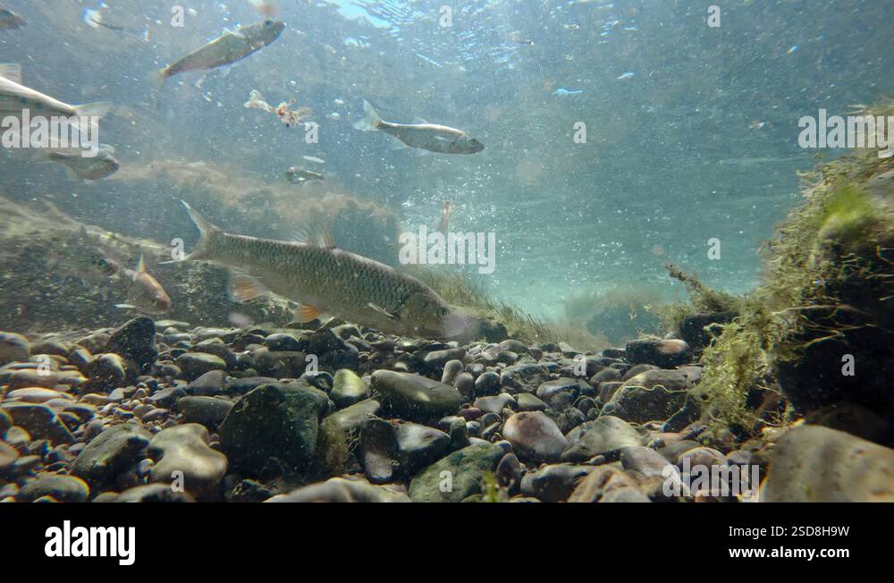 Underwater footage of freshwater fish shoaling in alpine river Stock ...