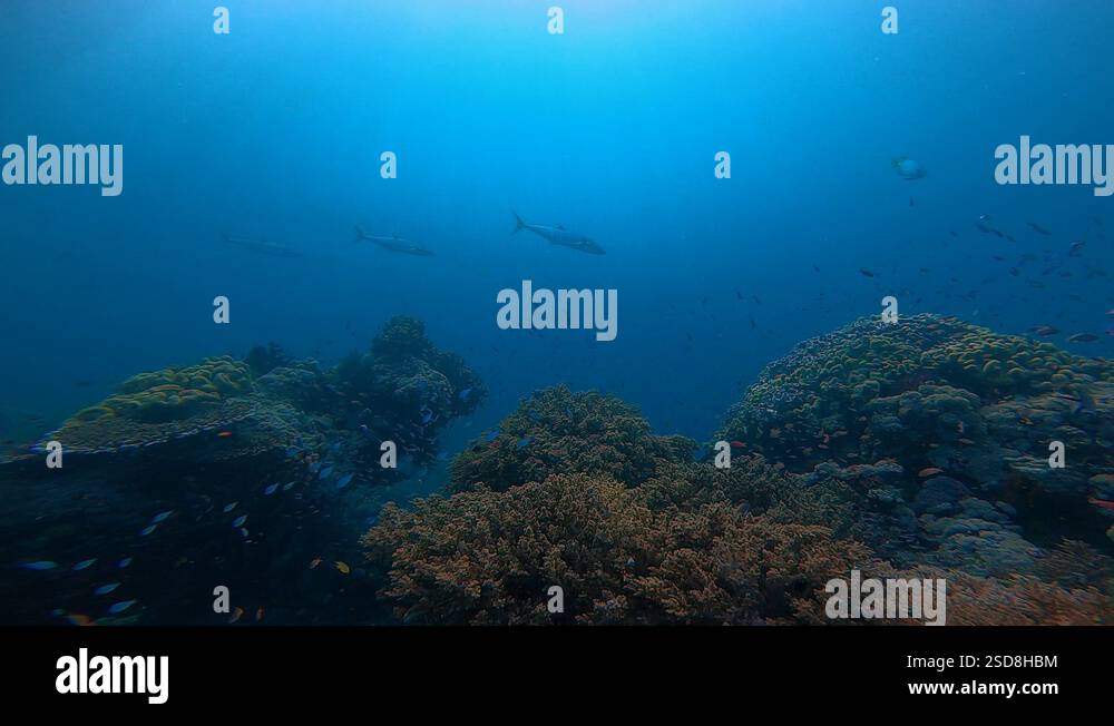 three big spanish mackerel is swimming over the soft coral reef Stock ...