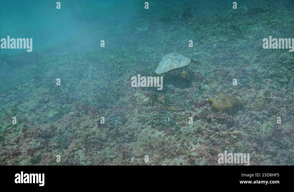 Swimming with Hawksbill Sea Turtle (Eretmochelys imbricata), underwater ...