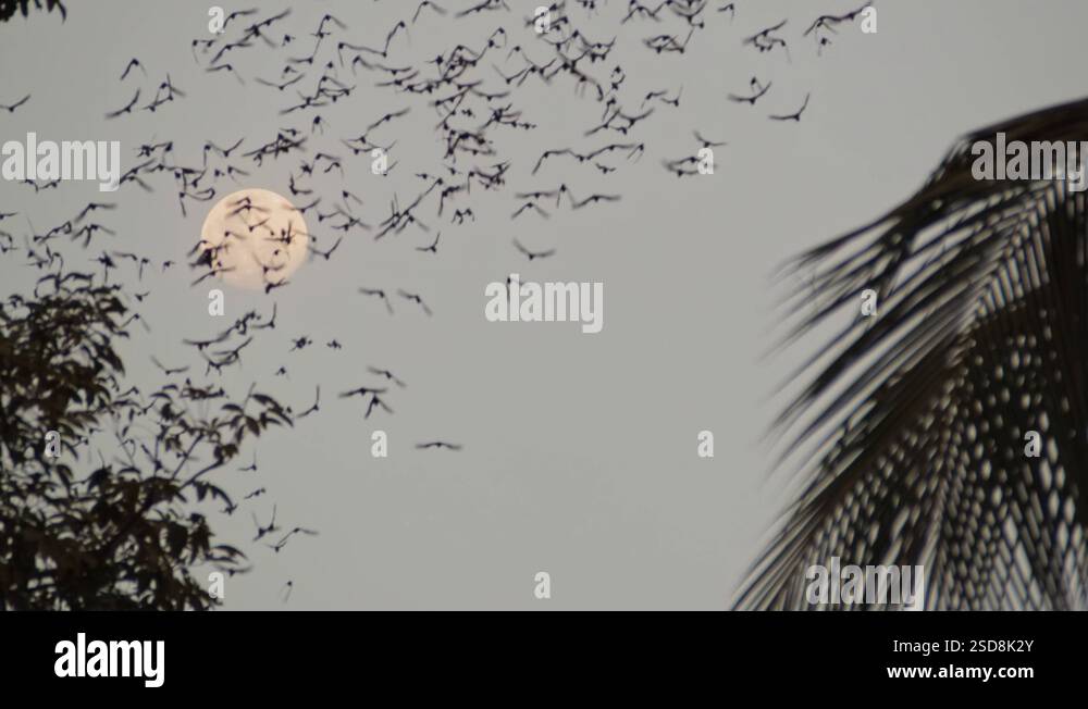 Cloud of bats flying from a bat cave neath the bright evening moonlight ...