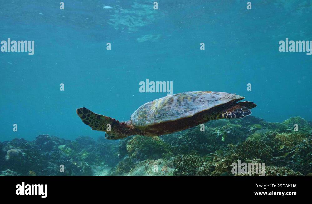 Swimming with Hawksbill Sea Turtle (Eretmochelys imbricata), underwater ...