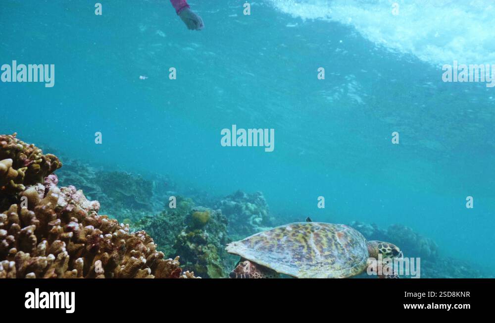 Swimming with Hawksbill Sea Turtle (Eretmochelys imbricata), underwater ...
