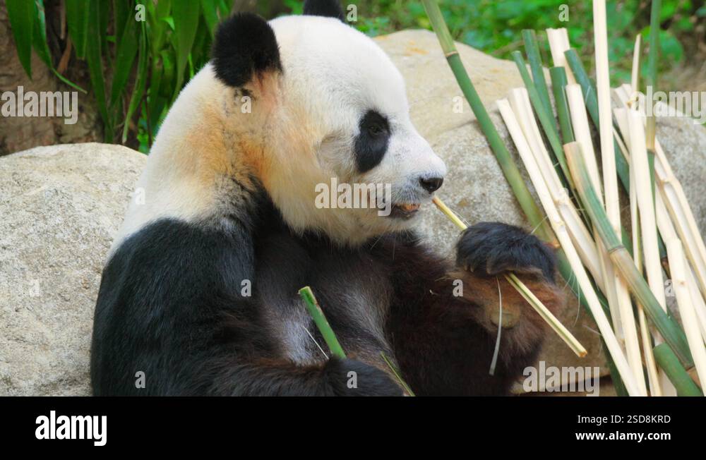 Funny adult panda eating bamboo Stock Video Footage - Alamy