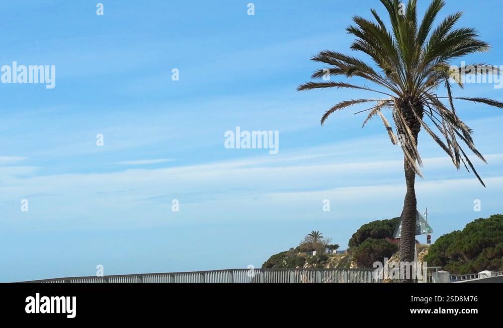 View of palm tree moving with the air with a beautiful bluish sky Stock ...