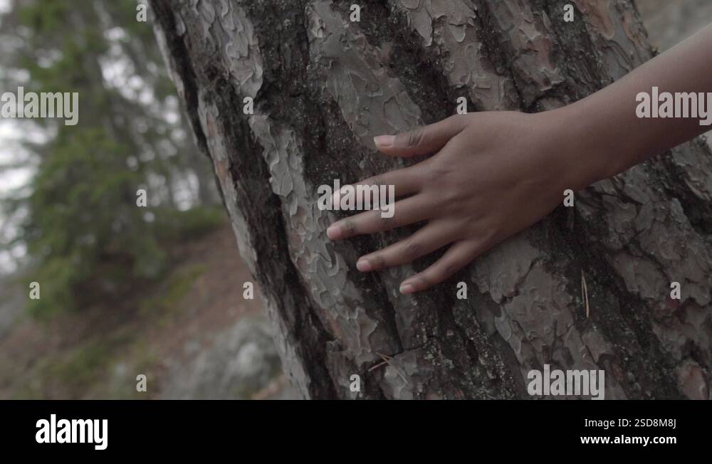 Hand touching tree in slow motion Stock Video Footage - Alamy