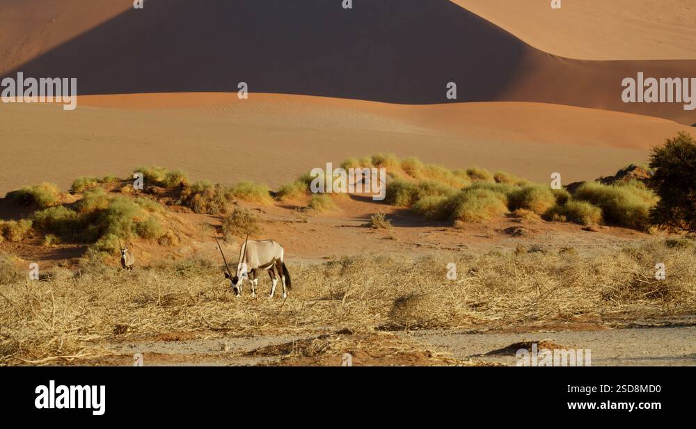 Beautiful antelopes in the desert, eating grass, amazing wild animals ...